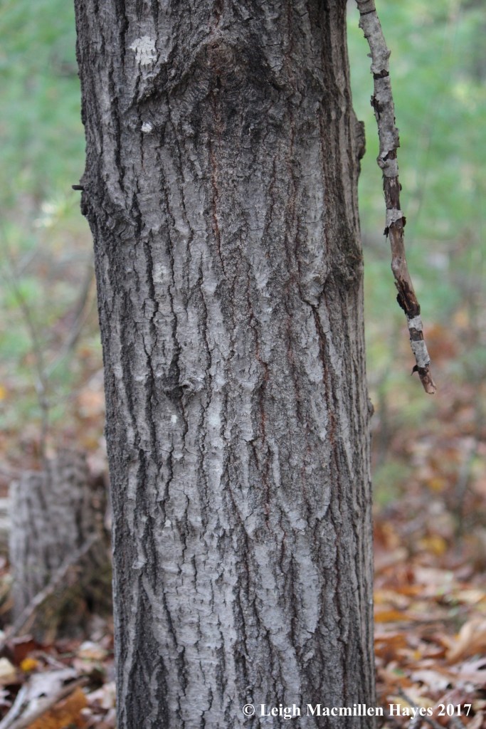 Book of December: A Beginner’s Guide to RECOGNIZING TREES of the ...