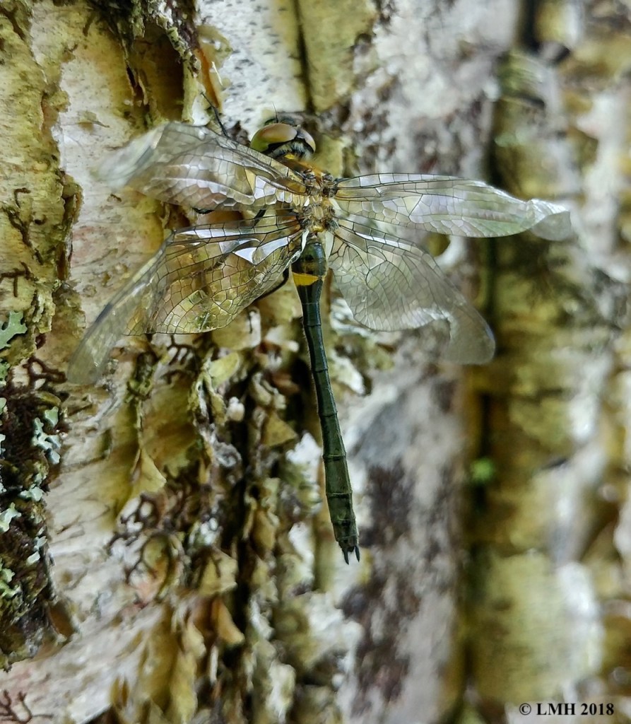 The Trail To And Fro | wondermyway