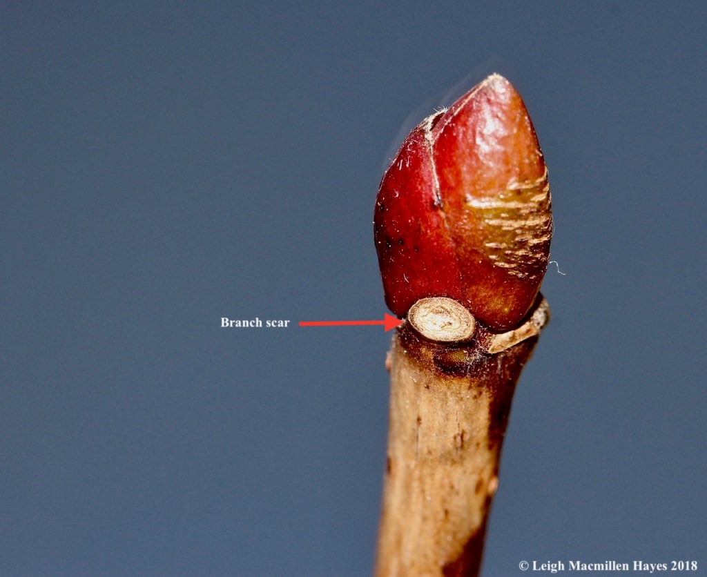 Twig Morphology | wondermyway