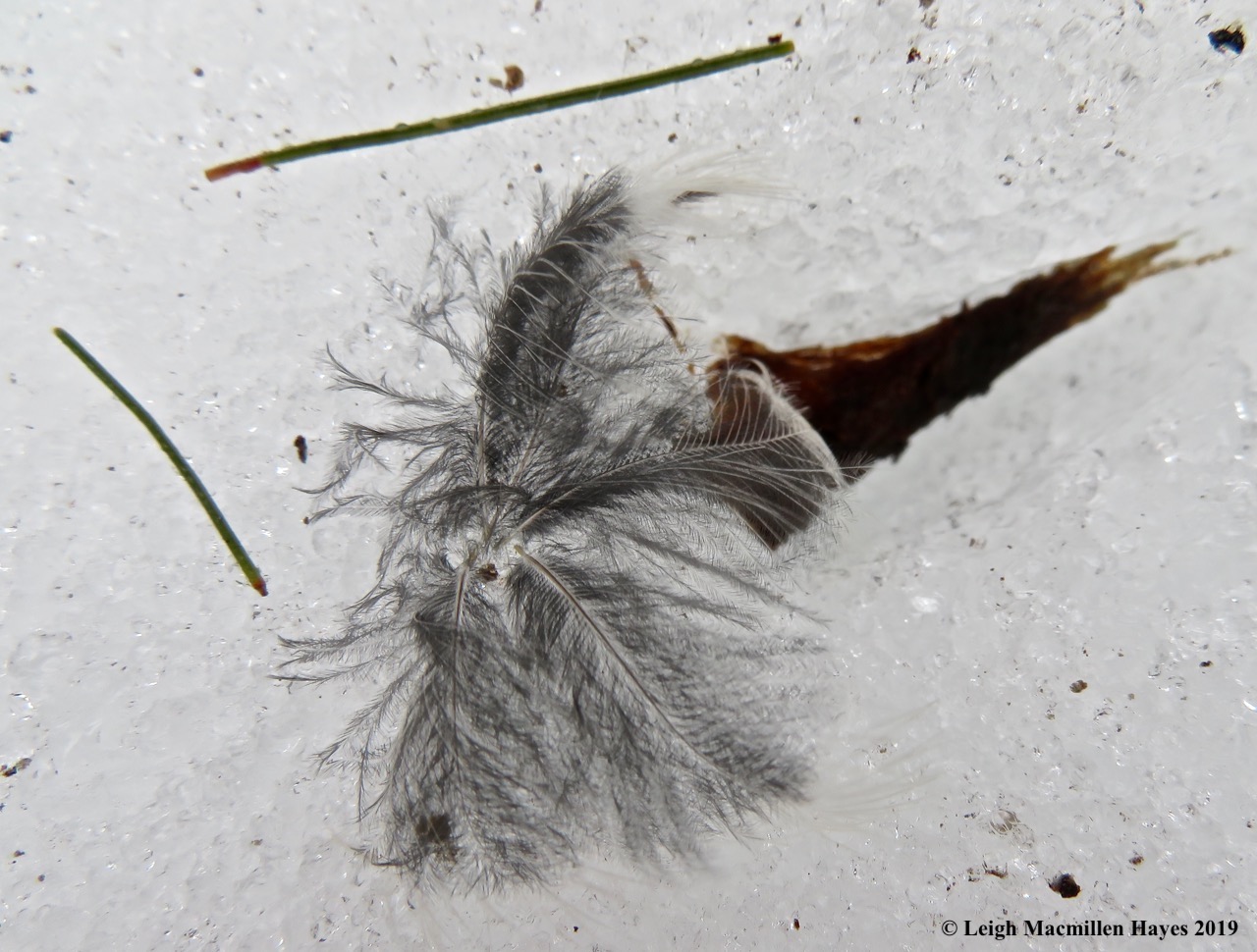 Birds of a Feather | wondermyway