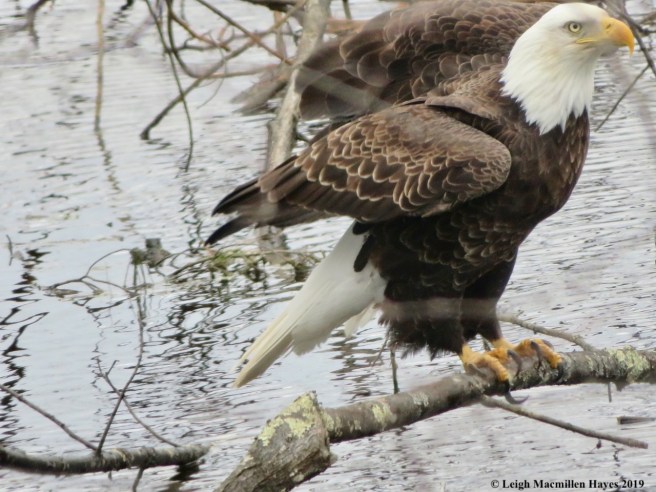 My Eagle Eyes | wondermyway