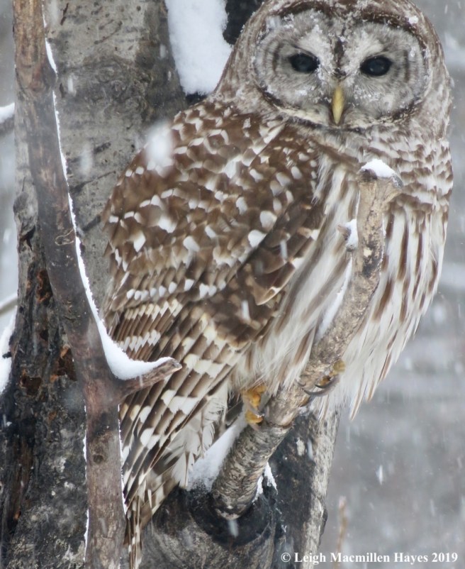 Book of April: I’m in Charge of Celebrations | wondermyway