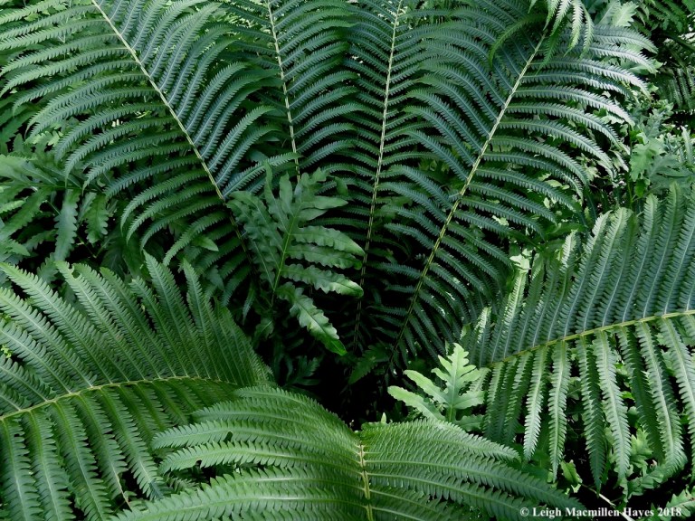 Book of May: Identifying Ferns the Easy Way | wondermyway