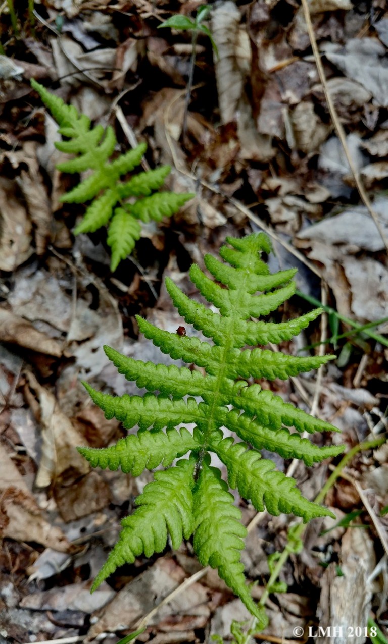 Book of May: Identifying Ferns the Easy Way | wondermyway