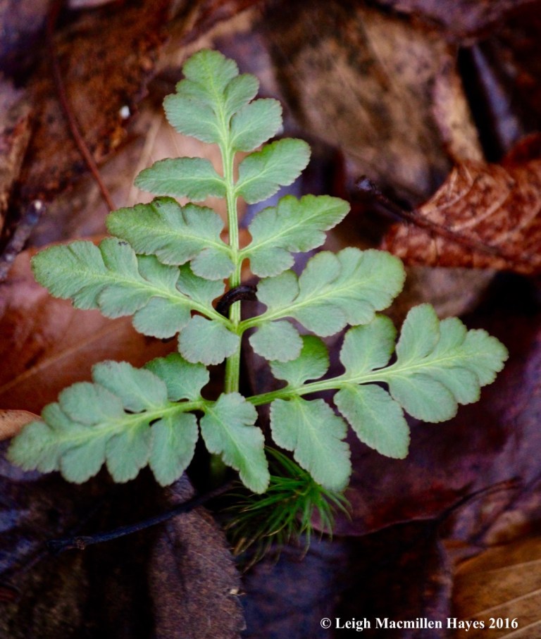 Book of May: Identifying Ferns the Easy Way | wondermyway