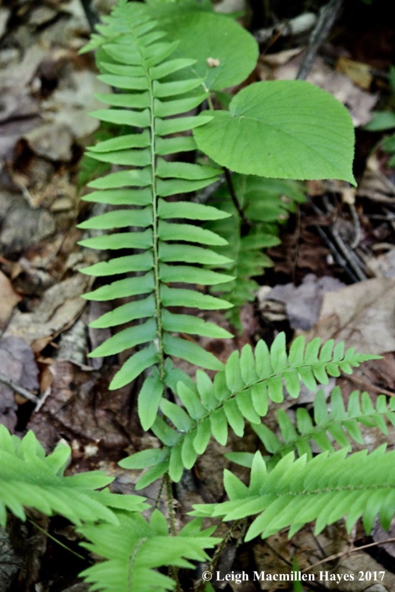 Book of May: Identifying Ferns the Easy Way | wondermyway