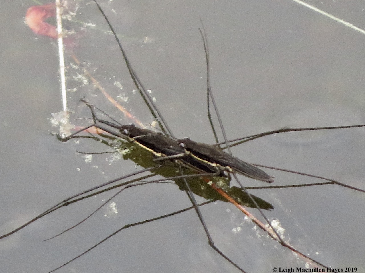 Insect Awe | wondermyway