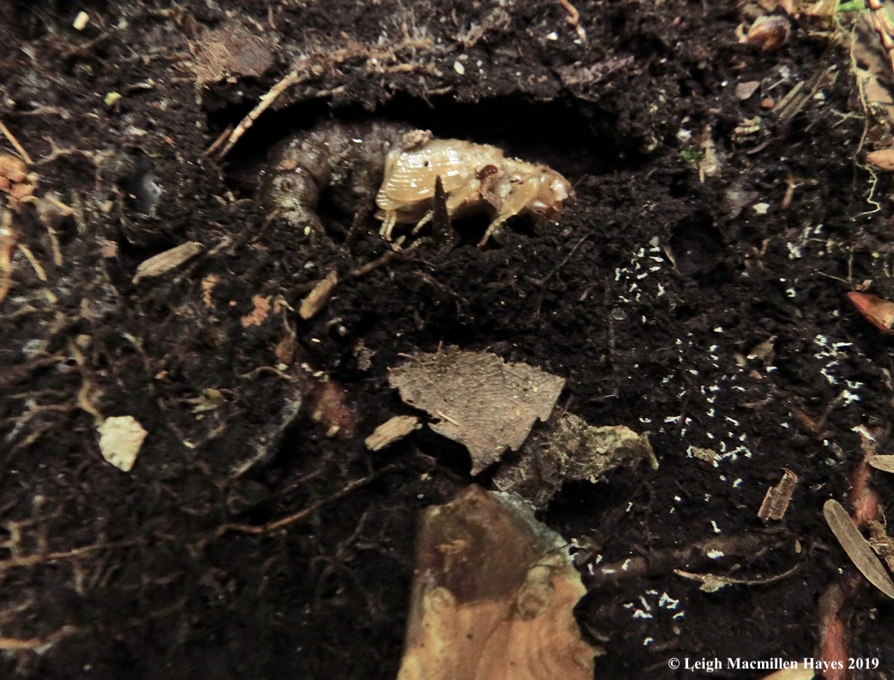 Insect Awe | wondermyway