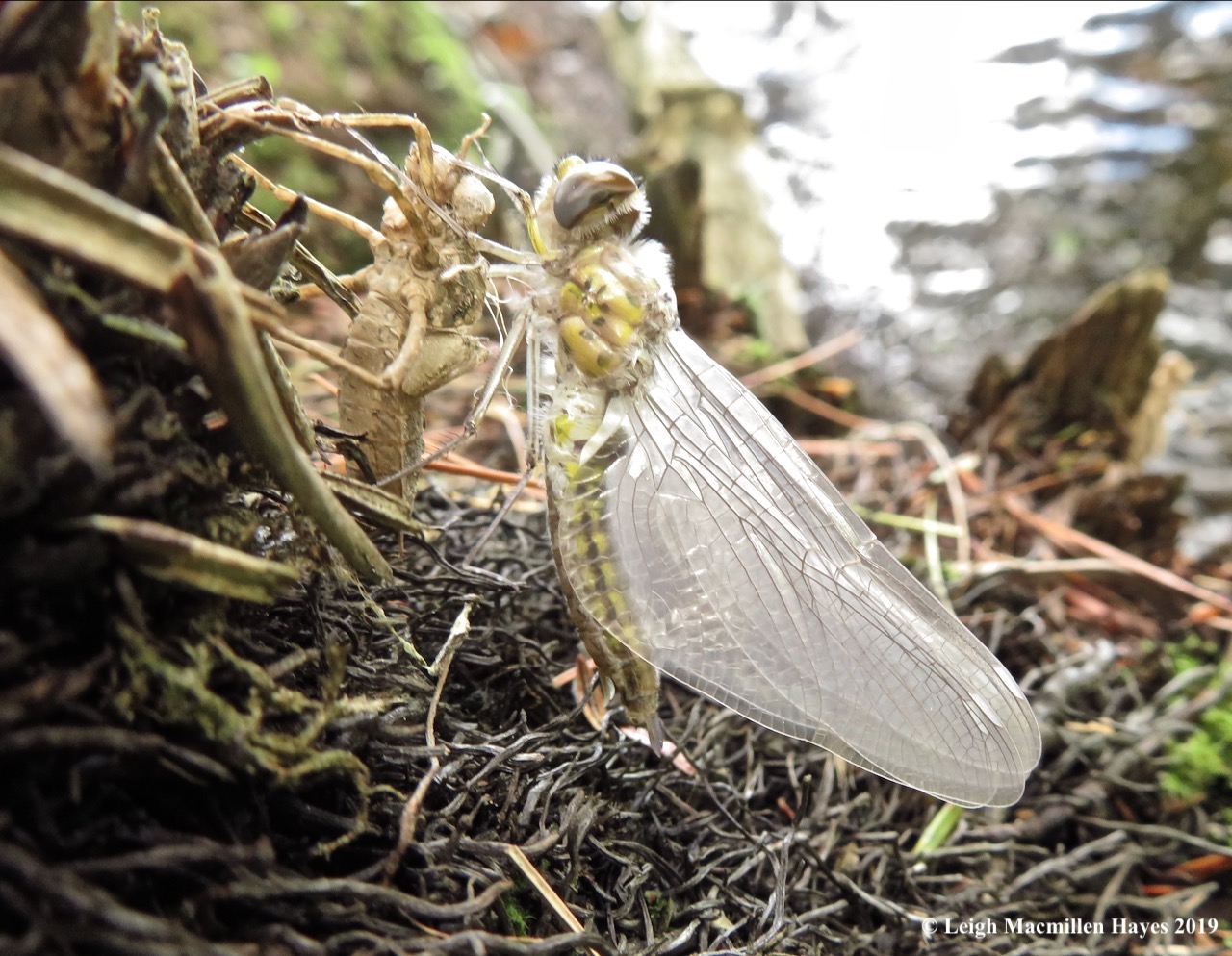 Insect Awe | wondermyway