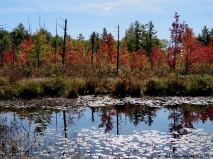 The Story in the Web | wondermyway