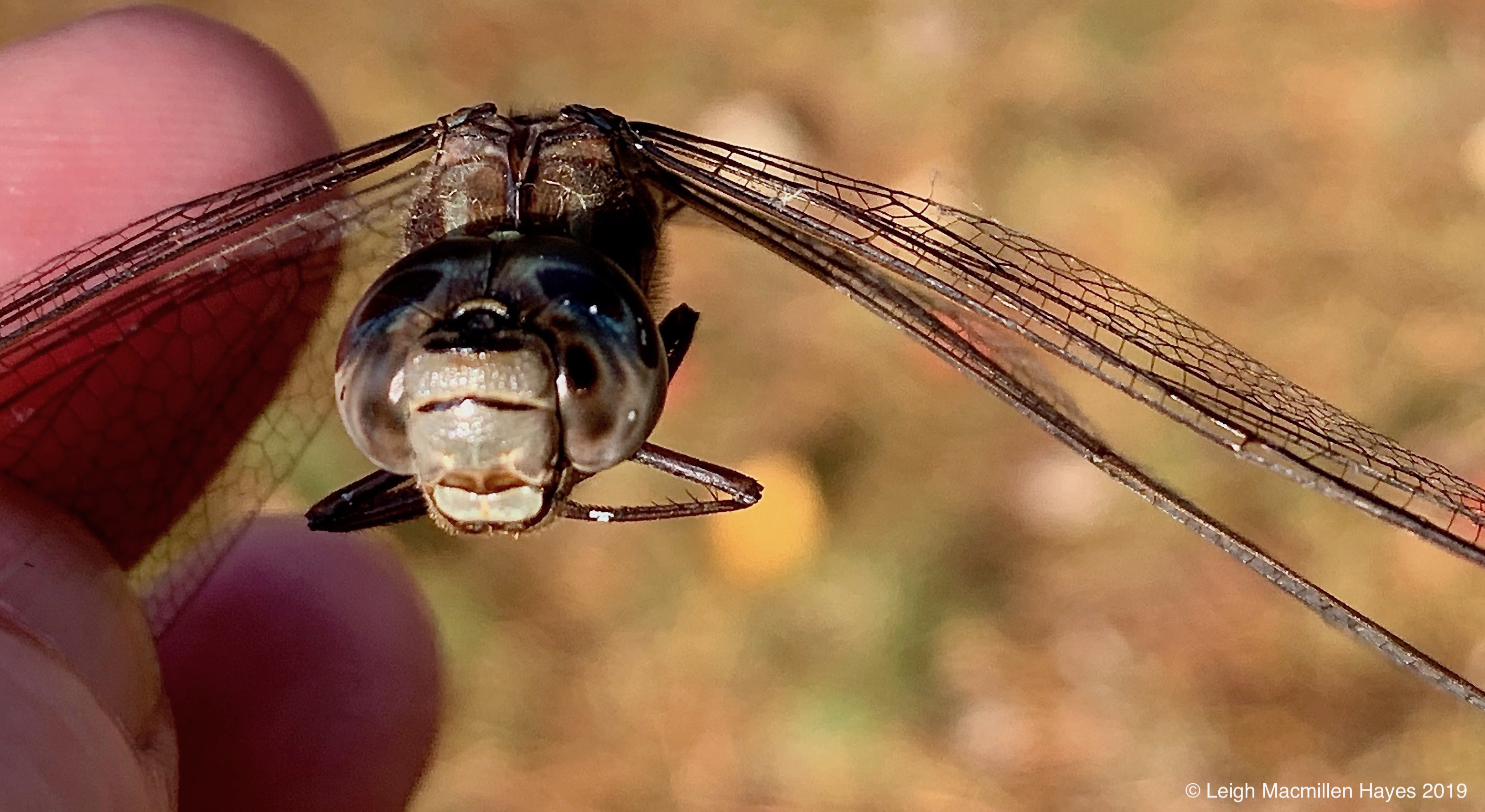 Lake Darner Dragonfly | wondermyway