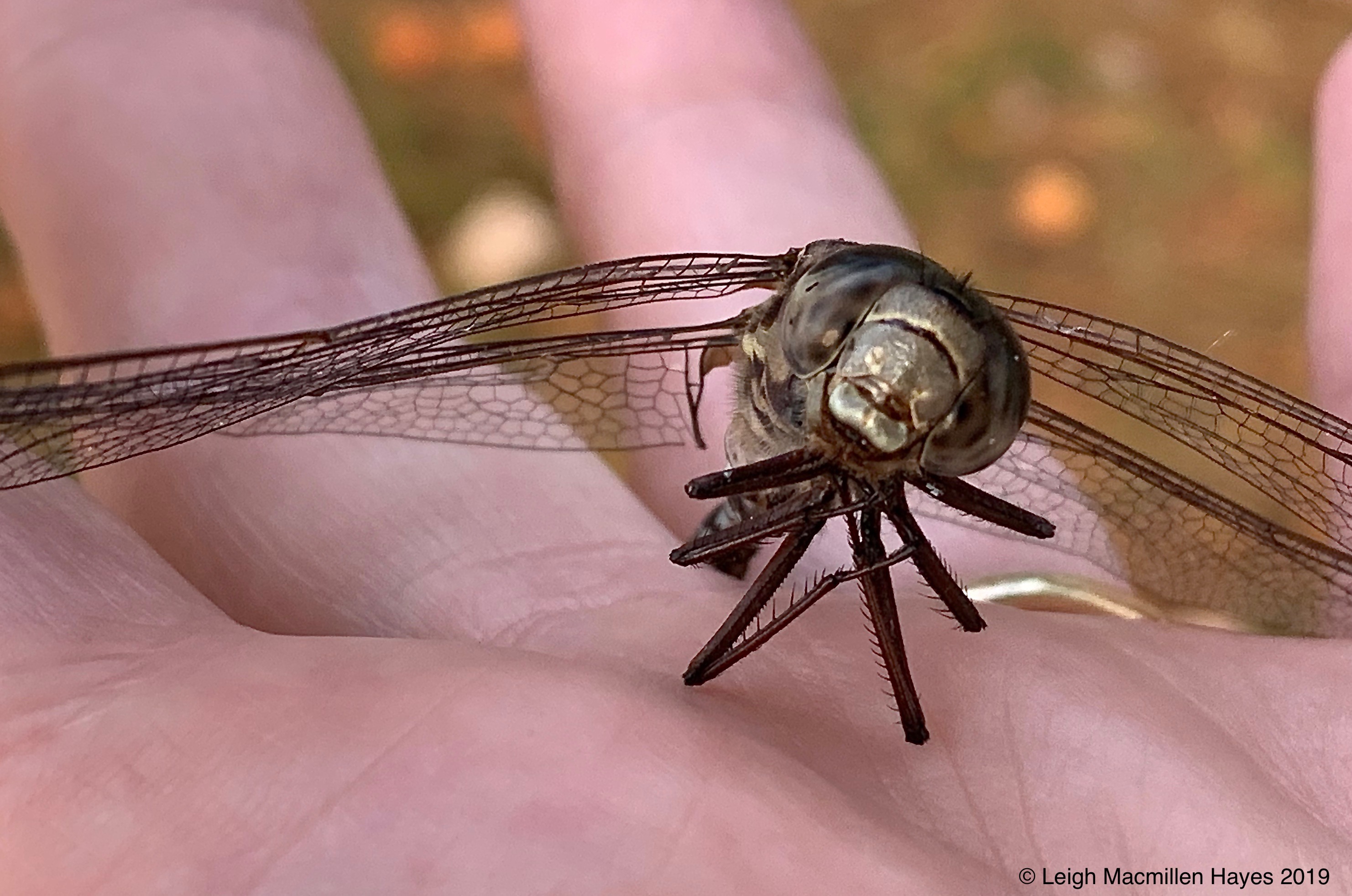 Lake Darner Dragonfly | wondermyway