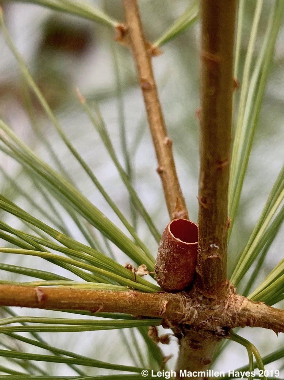 pine sawfly cocoon | wondermyway