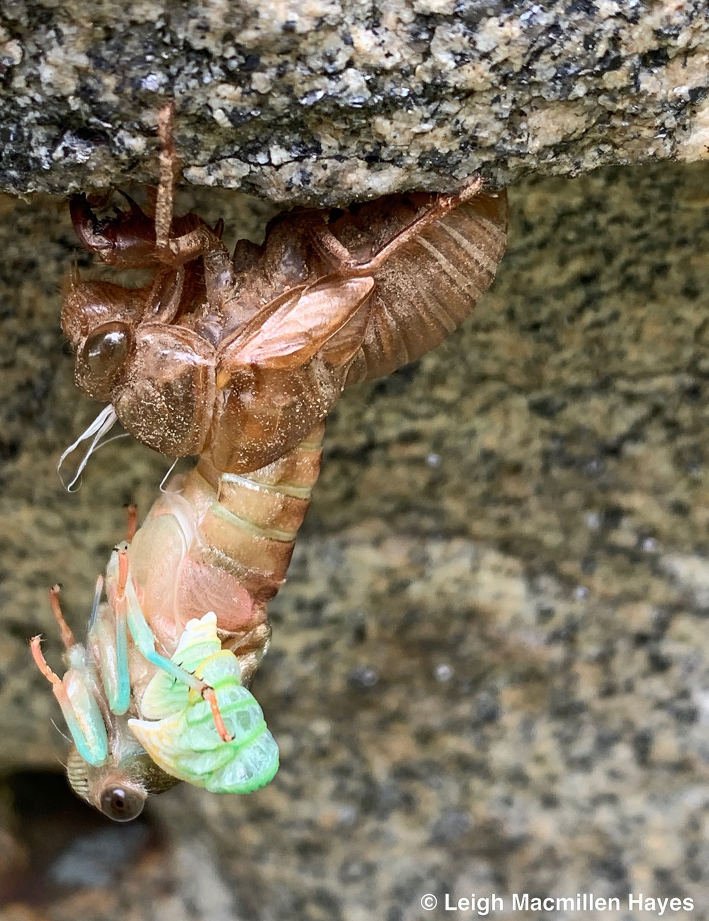 Celebrating Cemetery Cicadas | wondermyway