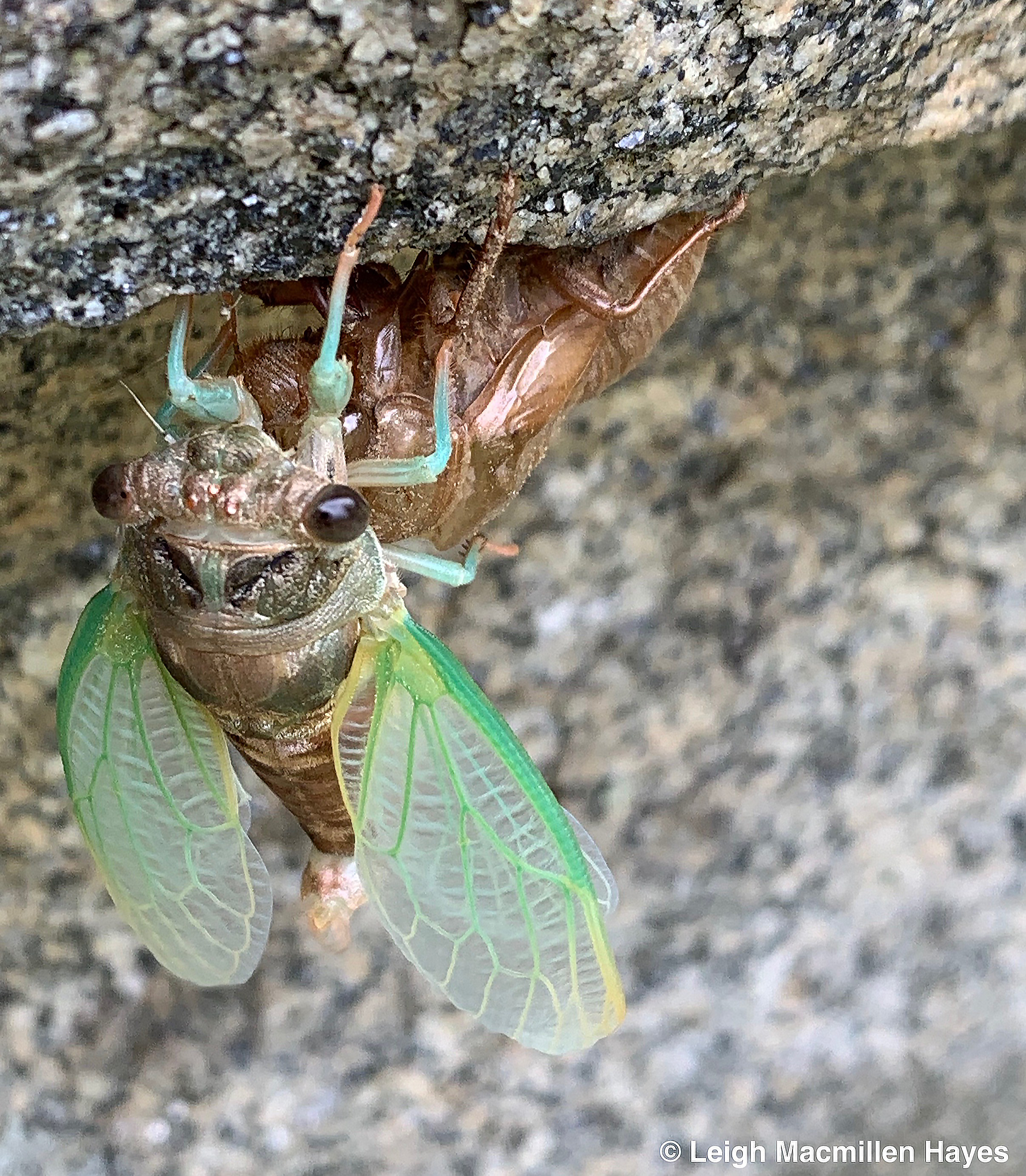 Celebrating Cemetery Cicadas | wondermyway