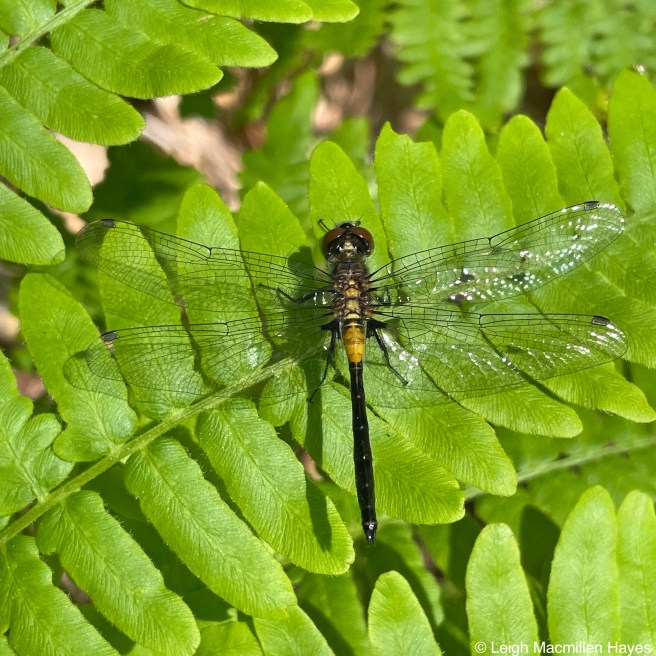 Developing Dragonfly Eyes | wondermyway