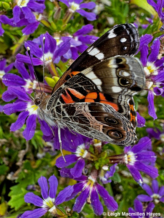 wondermyway | Wonder along with me as I wander through the woods