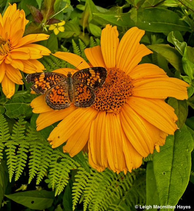 wondermyway | Wonder along with me as I wander through the woods