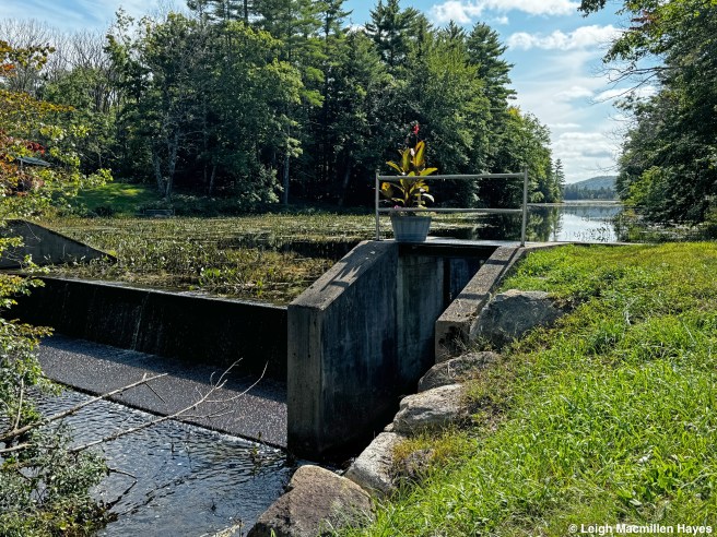 wondermyway | Wonder along with me as I wander through the woods